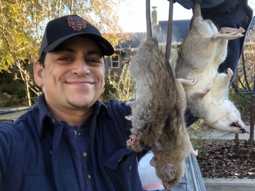 Rapid Rodent Removal, San jose | Animal Removal Services Citiservi USA